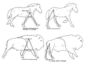 Trope of the Buffalo-Backed Dinosaur — Tetrapod Zoology