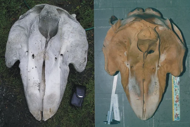 Morgawr and the Mary F Photos — Tetrapod Zoology