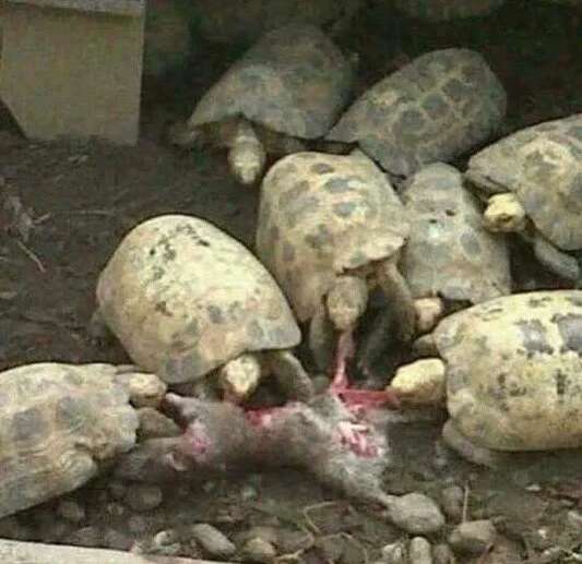 Tortoises as Consumers of Carrion — Tetrapod Zoology