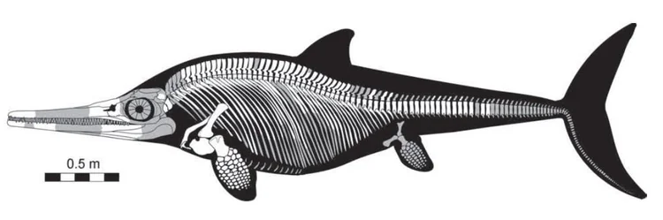 The Ichthyosaurs of the Kimmeridge Clay — Tetrapod Zoology