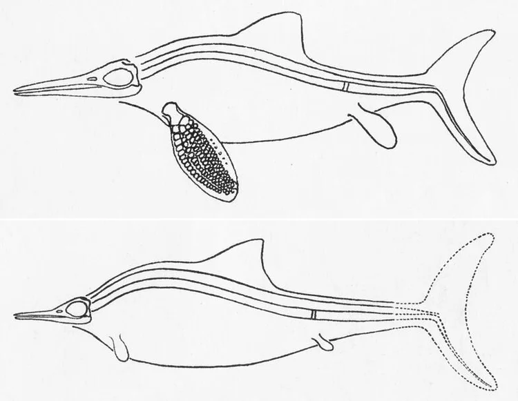 The Ichthyosaurs of the Kimmeridge Clay — Tetrapod Zoology