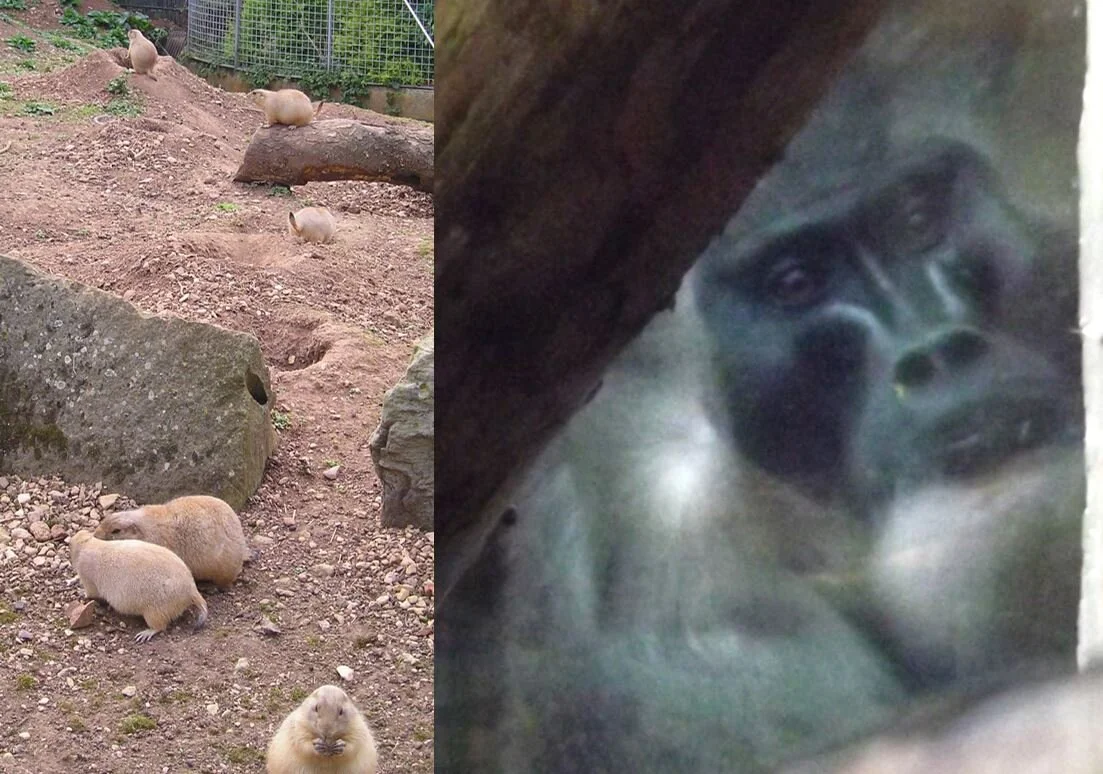 TetZoo Reviews Zoos: Bristol Zoo — Tetrapod Zoology