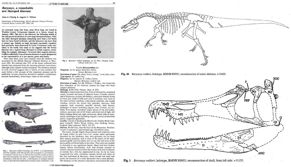 Dr Angela Milner and the Discovery of Baryonyx — Tetrapod Zoology