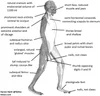 Humanoid Dinosaurs Revisited Again: Russell and Séguin’s Dinosauroid at ...