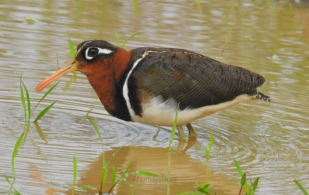 Painted-Snipes — Tetrapod Zoology