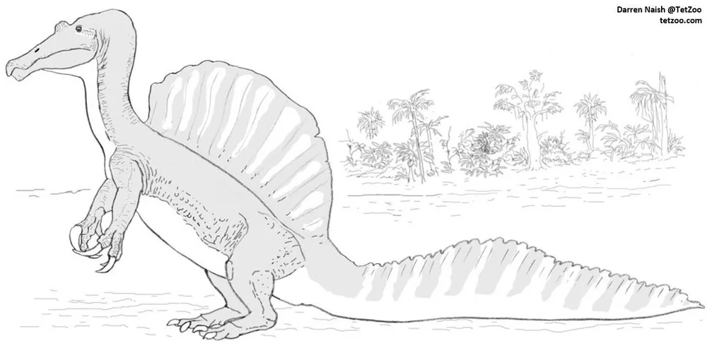 Two New Spinosaurid Dinosaurs from the English Cretaceous — Tetrapod ...