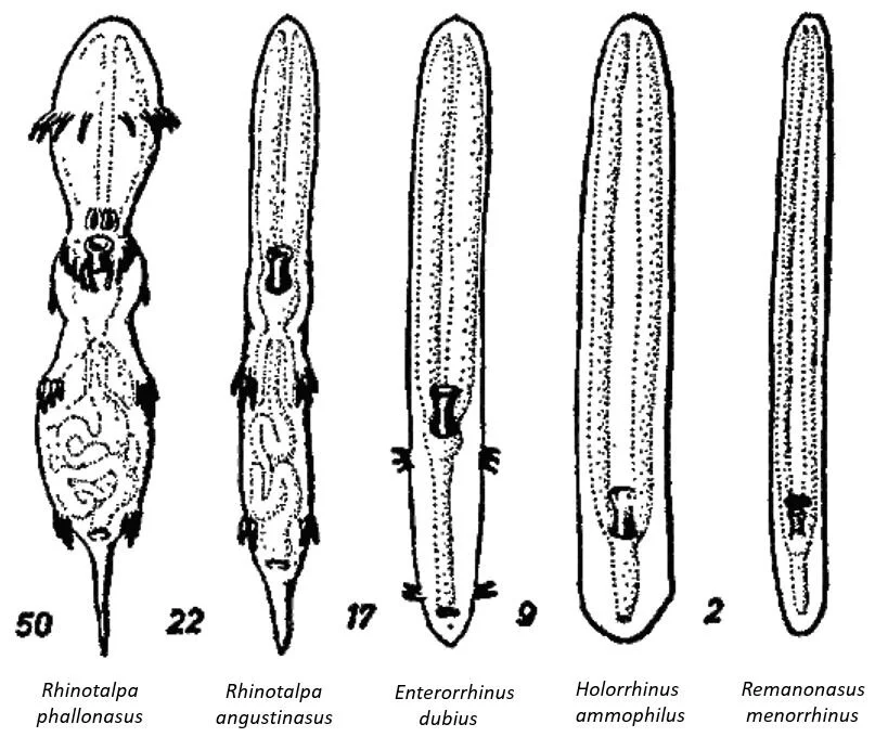 The Snouters or Rhinogradentians, a Brief Review — Tetrapod Zoology