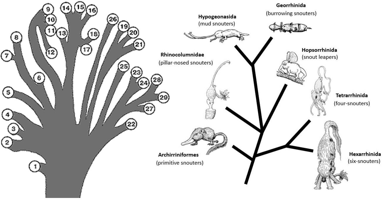 The Snouters or Rhinogradentians, a Brief Review — Tetrapod Zoology