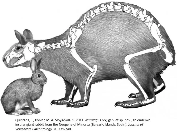 You Have Your Giant Fossil Rabbit Neck All Wrong, Redux — Tetrapod Zoology