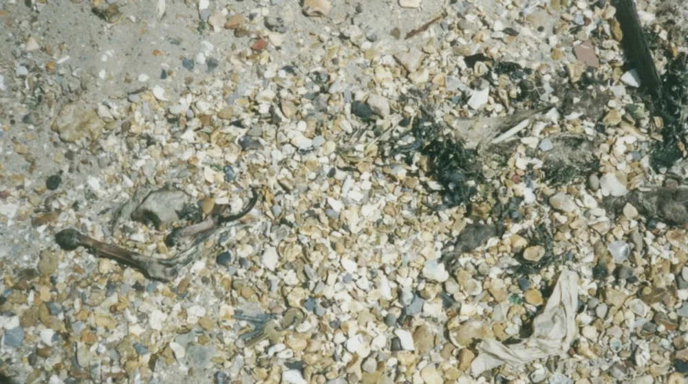 What Was the Montauk Monster? A Look Back to 2008 — Tetrapod Zoology