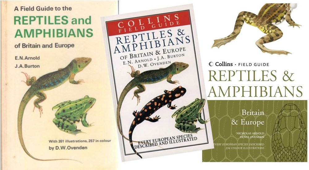 Do Lizards Really Have ‘Mite Pockets’? — Tetrapod Zoology