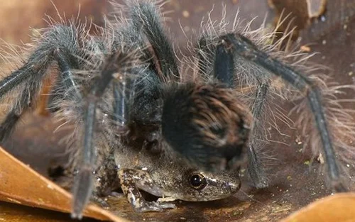 Tiny Frogs and Giant Spiders: Best of Friends — Tetrapod Zoology