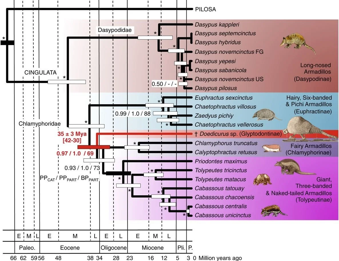 Armadillo Empire, Part 2: Fairies, Tolypeutines, and Where Glyptodonts ...