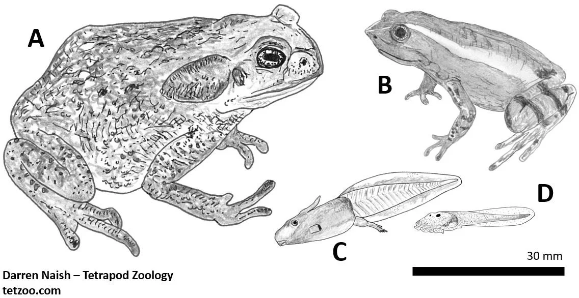 Small Obscure African Toads; Toads Part 14 — Tetrapod Zoology