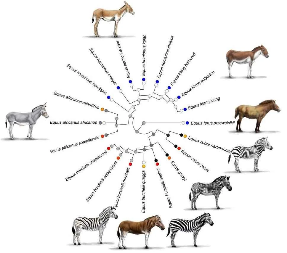 The Slightly Surprising Diversity of Zebras, Part 1 — Tetrapod Zoology