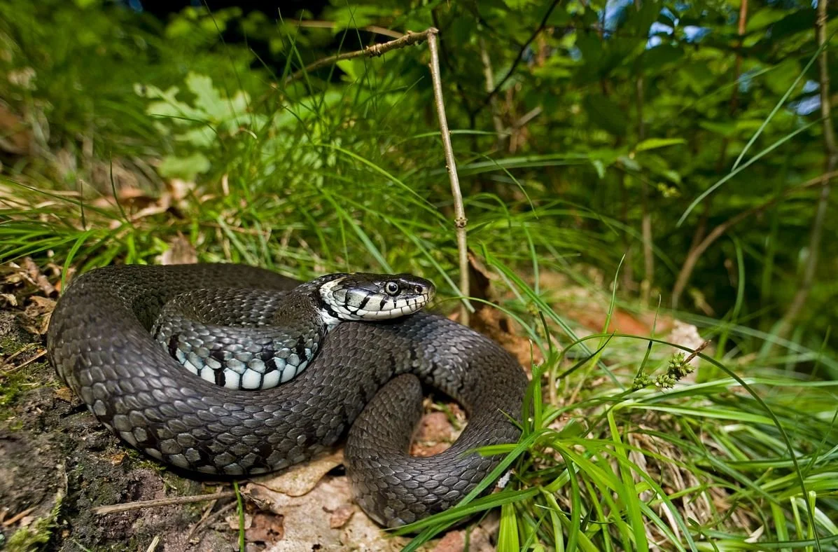Meeting Lake Zacapu’s Garter Snake — Tetrapod Zoology