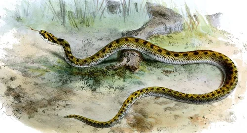 The Rehabilitation of Günther’s Black Cameroonian Snake — Tetrapod Zoology
