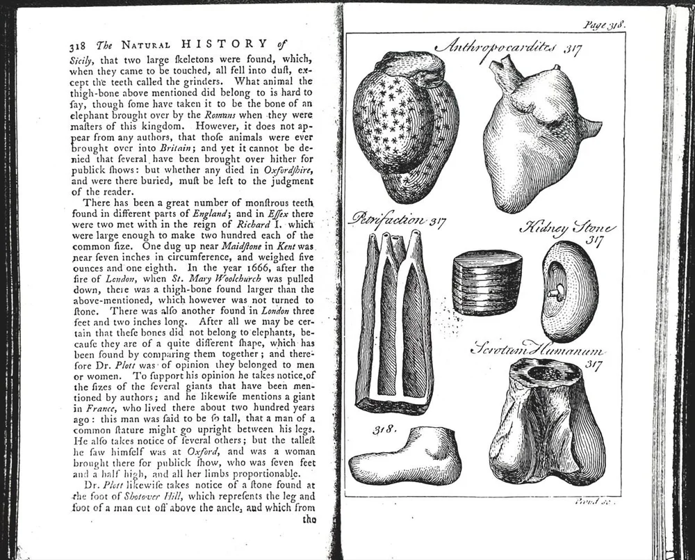 Robert Plot’s Lost Dinosaur Bone — Tetrapod Zoology