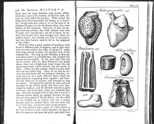 Robert Plot’s Lost Dinosaur Bone — Tetrapod Zoology