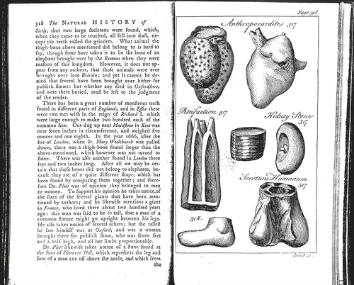 Robert Plot’s Lost Dinosaur Bone — Tetrapod Zoology