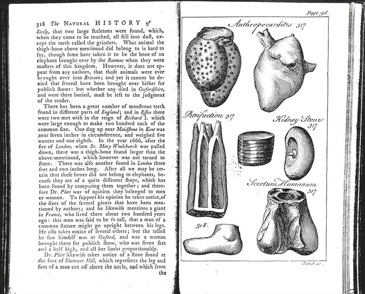 Robert Plot’s Lost Dinosaur Bone — Tetrapod Zoology