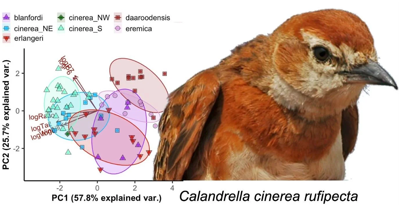 Larks Part 2: of Subspecies and Brickbats for Carl — Tetrapod Zoology