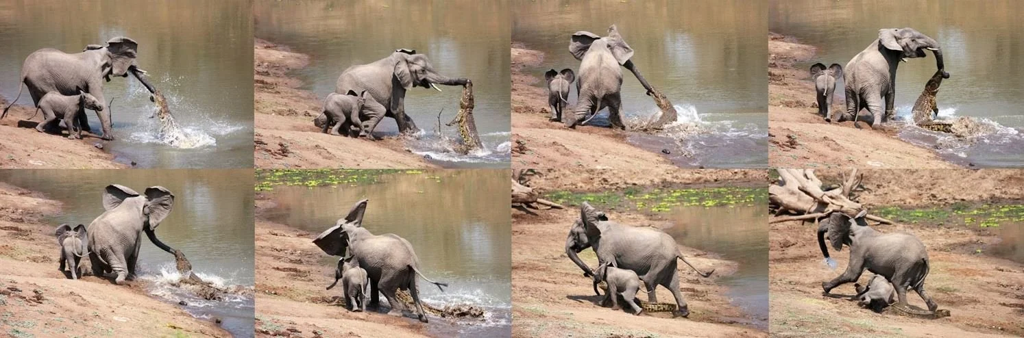 Crocodiles Attack Elephants Then, Now, and Still — Tetrapod Zoology