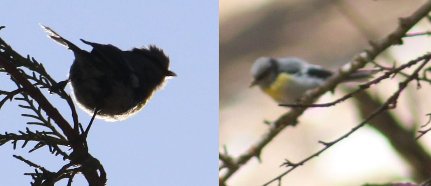 Birdwatching in Tajikistan, Part 2 — Tetrapod Zoology
