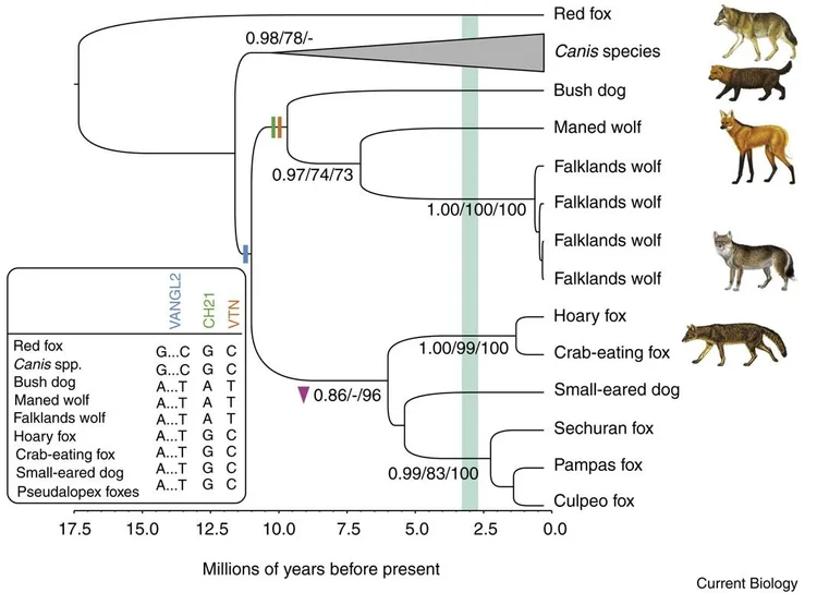 The Incredible South American Maned Wolf — Tetrapod Zoology
