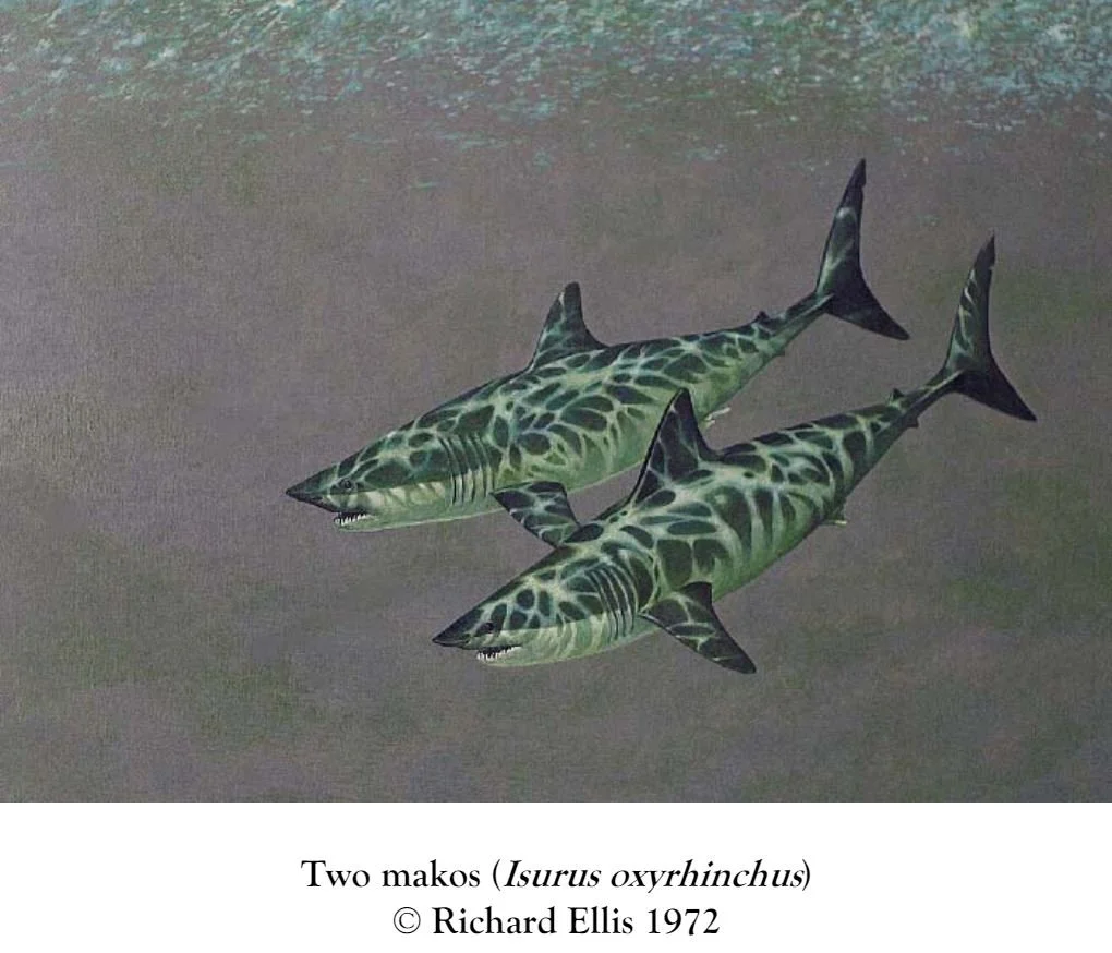 In Memory of Richard Ellis, Influential Artist and Author — Tetrapod ...