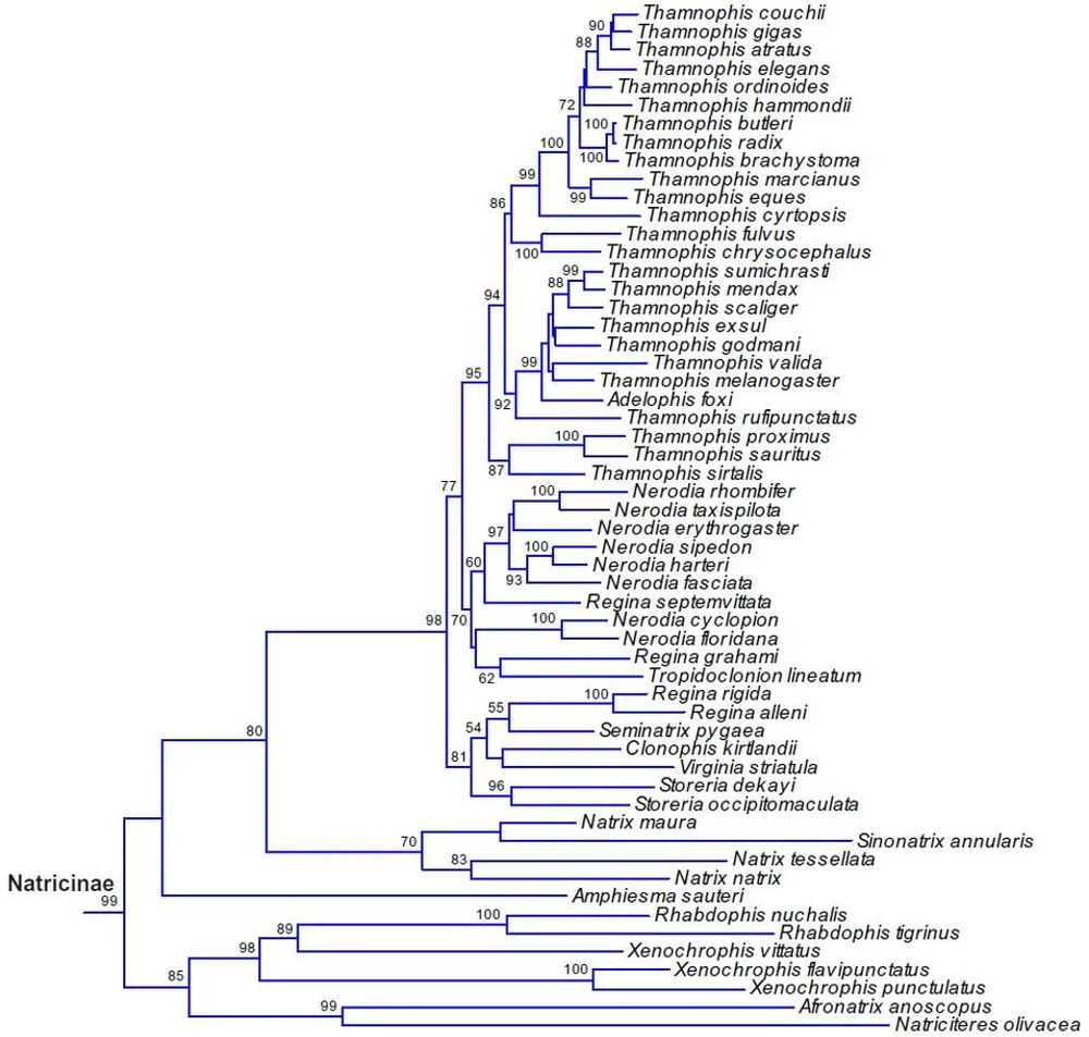 Ray Hoser, Number 1 Taxonomic Vandal — Tetrapod Zoology