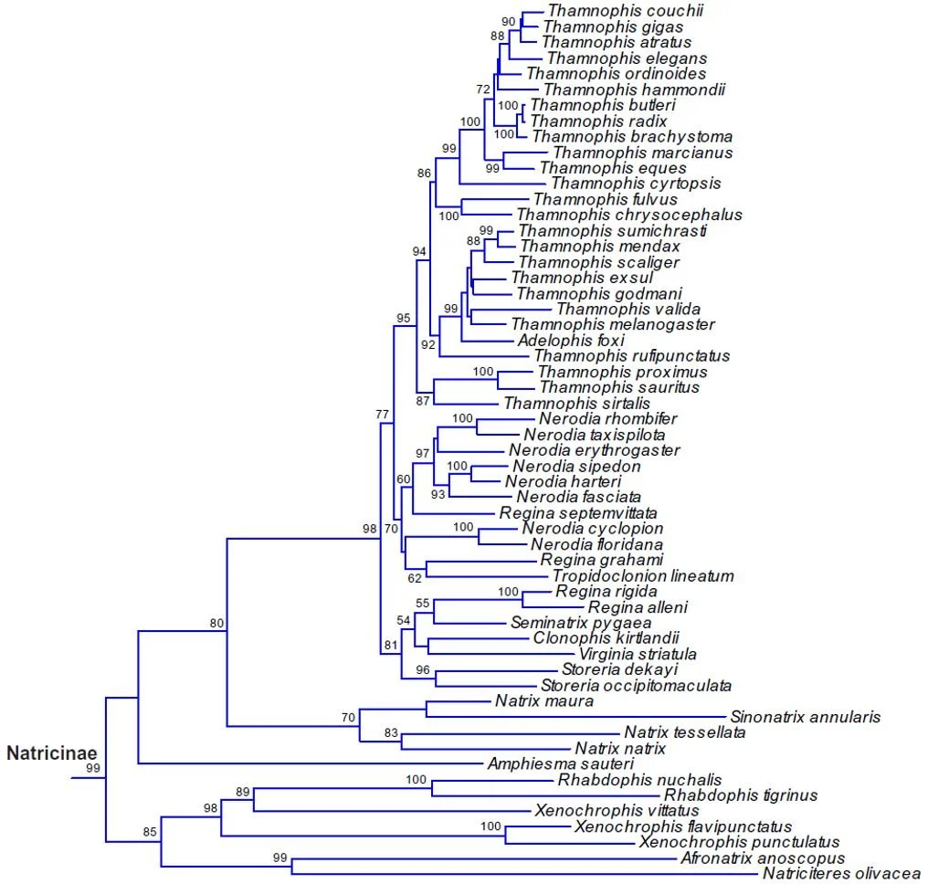 Ray Hoser, Number 1 Taxonomic Vandal — Tetrapod Zoology