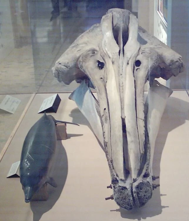 Santa Cruz’s Duck-Billed Elephant Monster, Definitively Identified ...