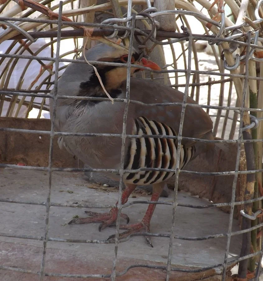 Birdwatching in Tajikistan, Part 1 — Tetrapod Zoology