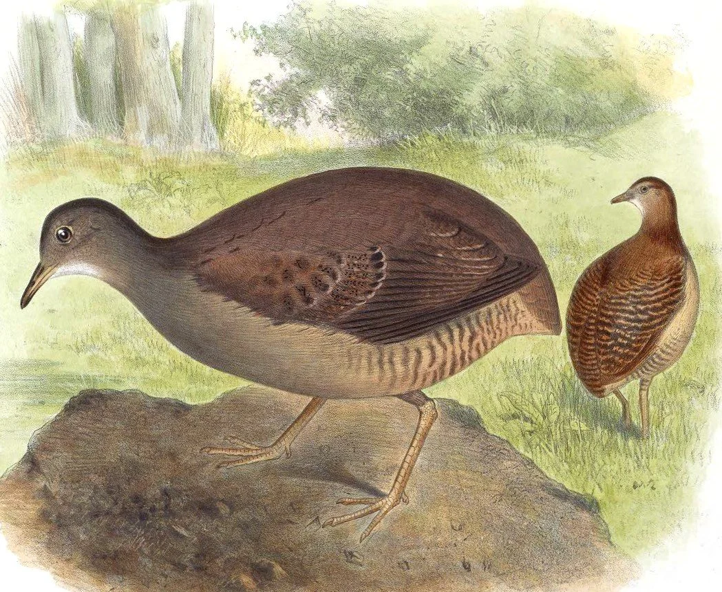 Controversies in Ratite and Tinamou Evolution (Part I) — Tetrapod Zoology