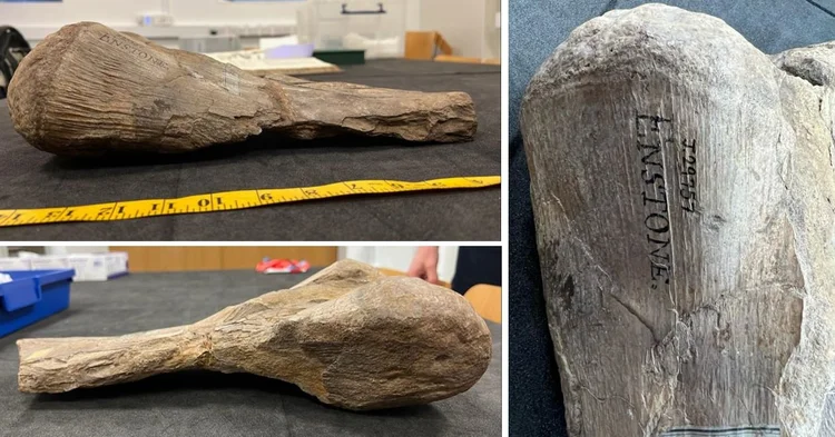 Robert Plot’s Lost Dinosaur Bone — Tetrapod Zoology