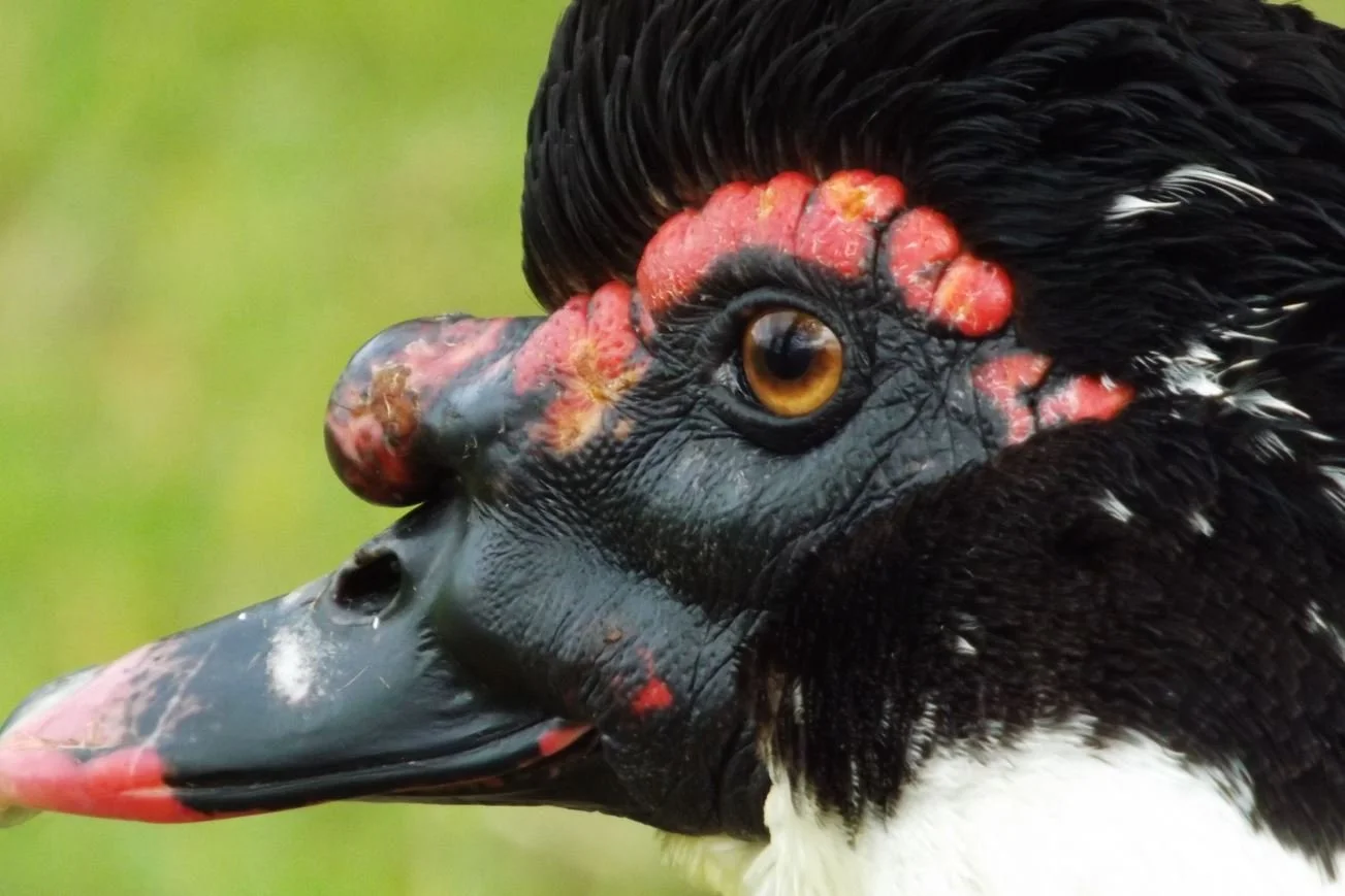 The Remarkable Muscovy Duck — Tetrapod Zoology