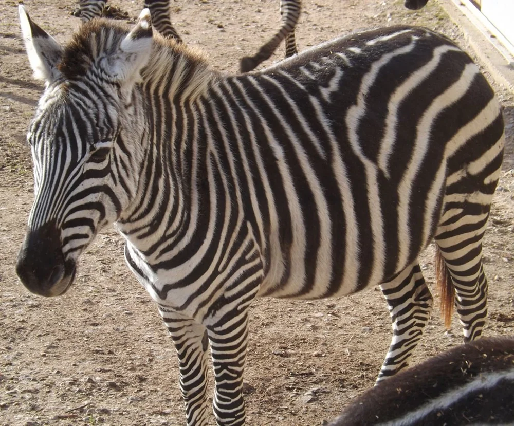 The Slightly Surprising Diversity of Zebras, Part 1 — Tetrapod Zoology