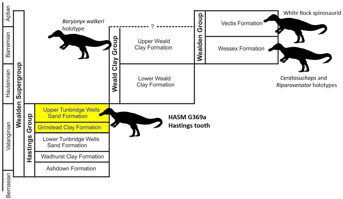 Discovering 'Hidden' Diversity Within Wealden Spinosaurid Dinosaurs ...