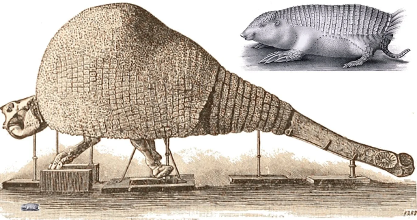 Armadillo Empire, Part 2: Fairies, Tolypeutines, and Where Glyptodonts ...