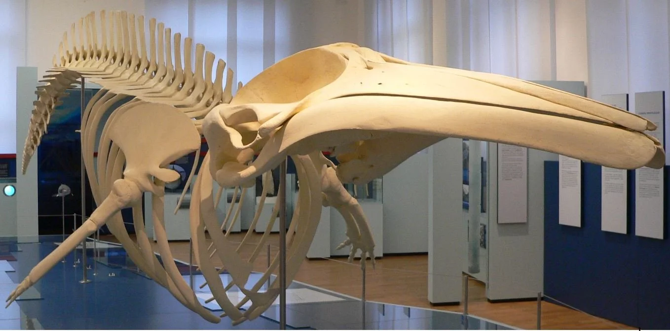 Pouches, pockets and sacs in the heads, necks and chests of baleen ...