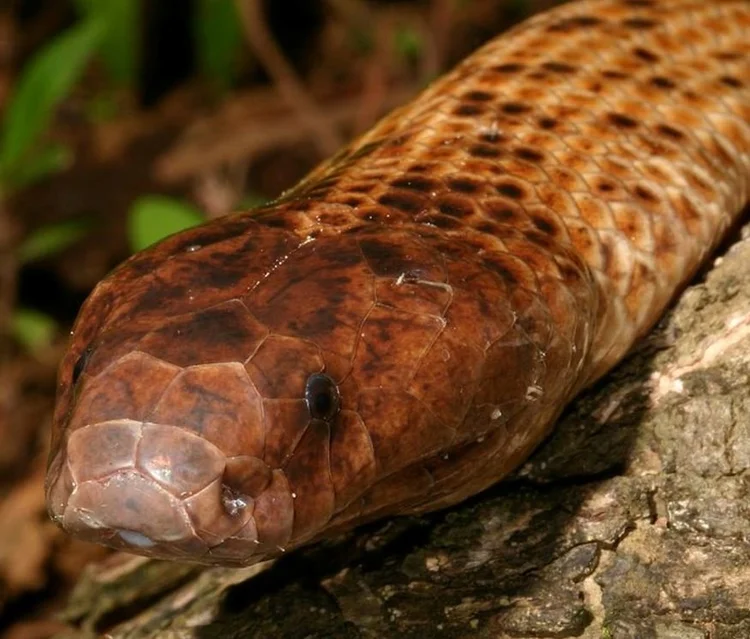 Ikaheka and Other ‘Palatine Draggers’, Cryptozoic Elapid Snakes of ...