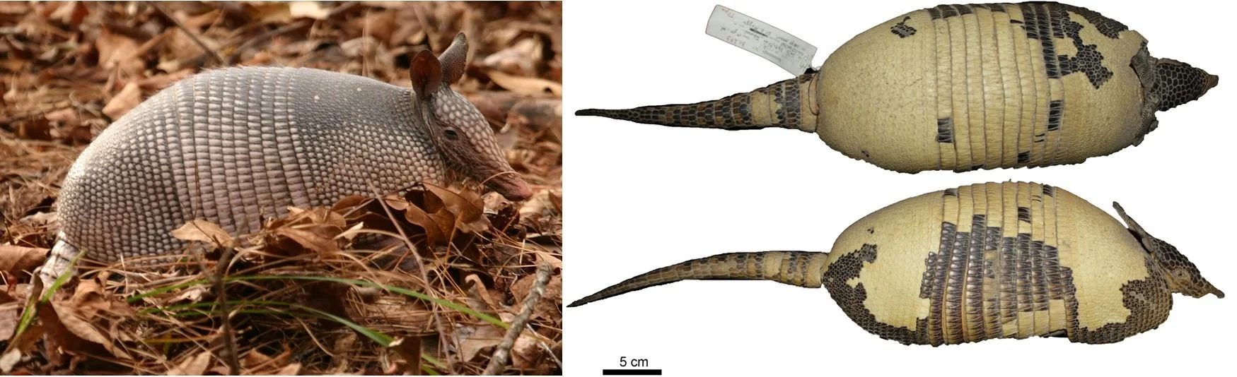 The Fate of the Woolly Long-Nosed Armadillo of Peru — Tetrapod Zoology