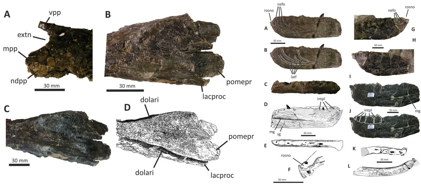 The Eotyrannus Monograph Is Finally Published — Tetrapod Zoology
