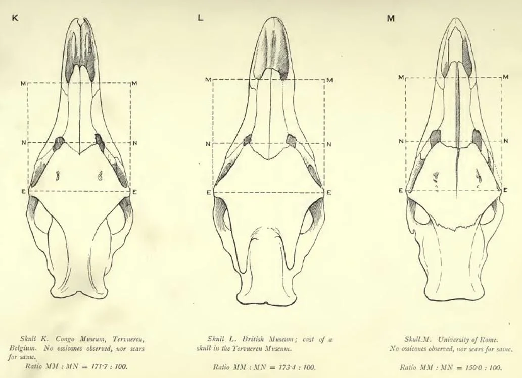 The Discovery of the Okapi, Part 2 — Tetrapod Zoology