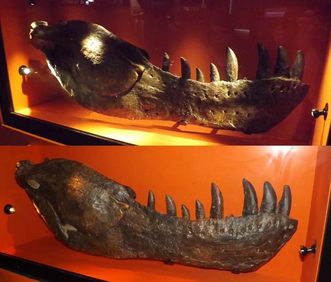 An American Tyrant in London, Collector's Edition — Tetrapod Zoology