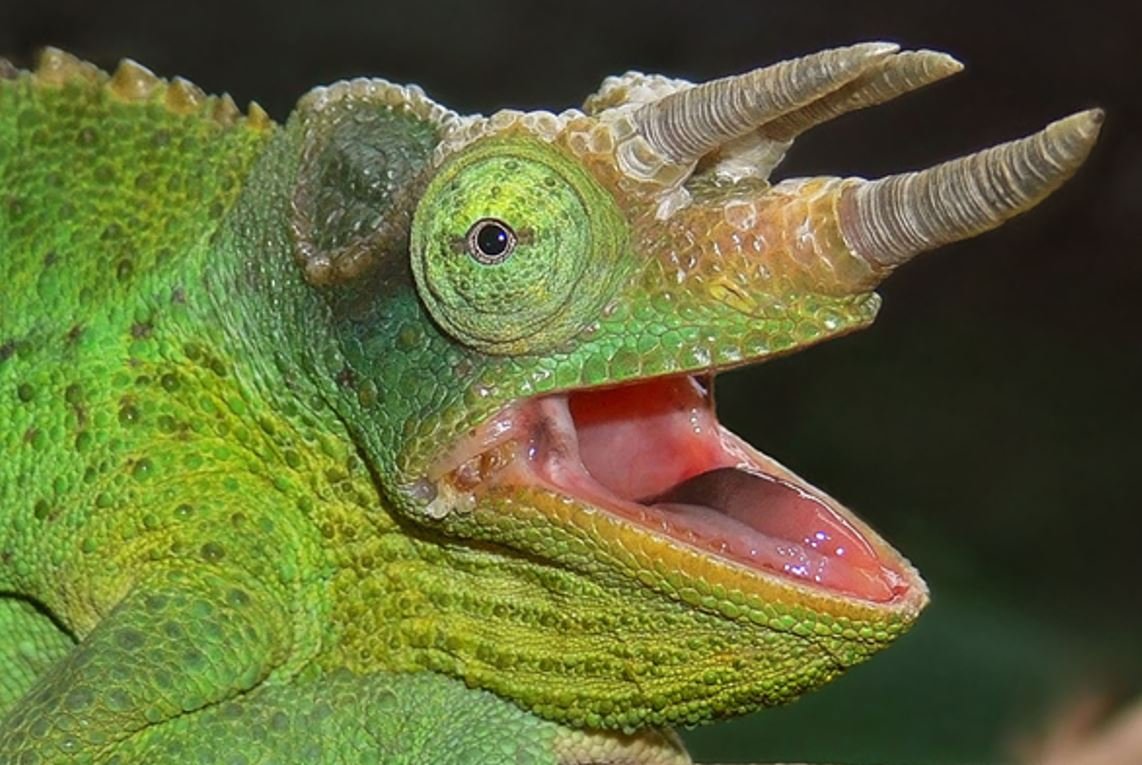 What's With All These New Chameleon Names? Chameleons, Part 1 ...