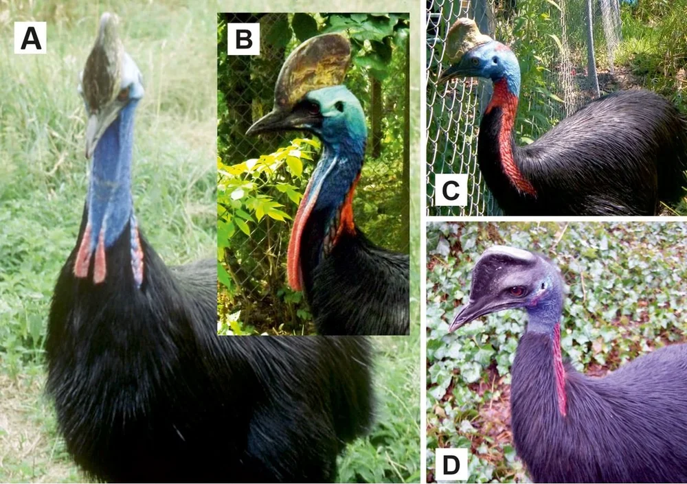 Inside the Cassowary's Casque, Updated for 2022 — Tetrapod Zoology