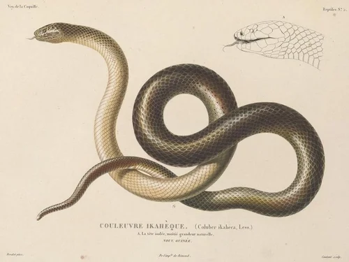Ikaheka and Other ‘Palatine Draggers’, Cryptozoic Elapid Snakes of ...