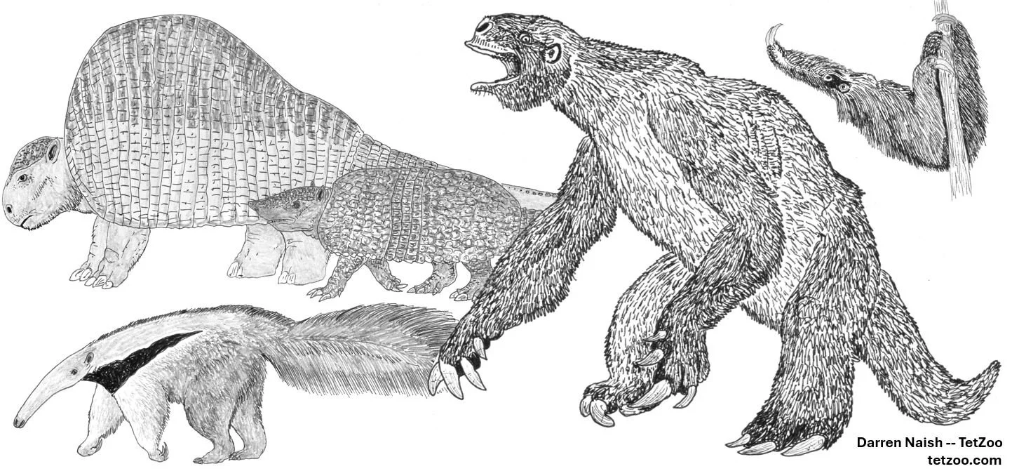 The Fate of the Woolly Long-Nosed Armadillo of Peru — Tetrapod Zoology